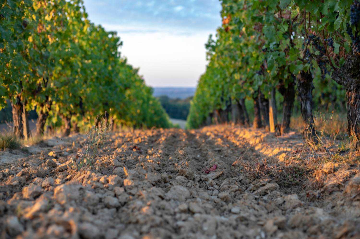 Les maisons sélectionnées par Vin Com'Vous - Vin Com Vous